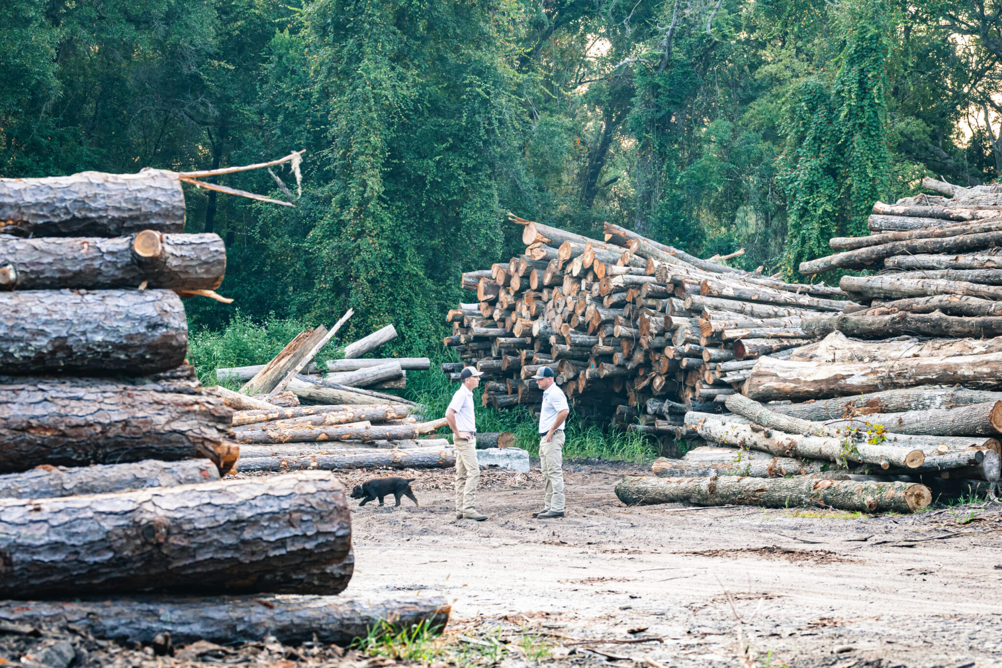Timber Buying & Logging - Boatright Timber